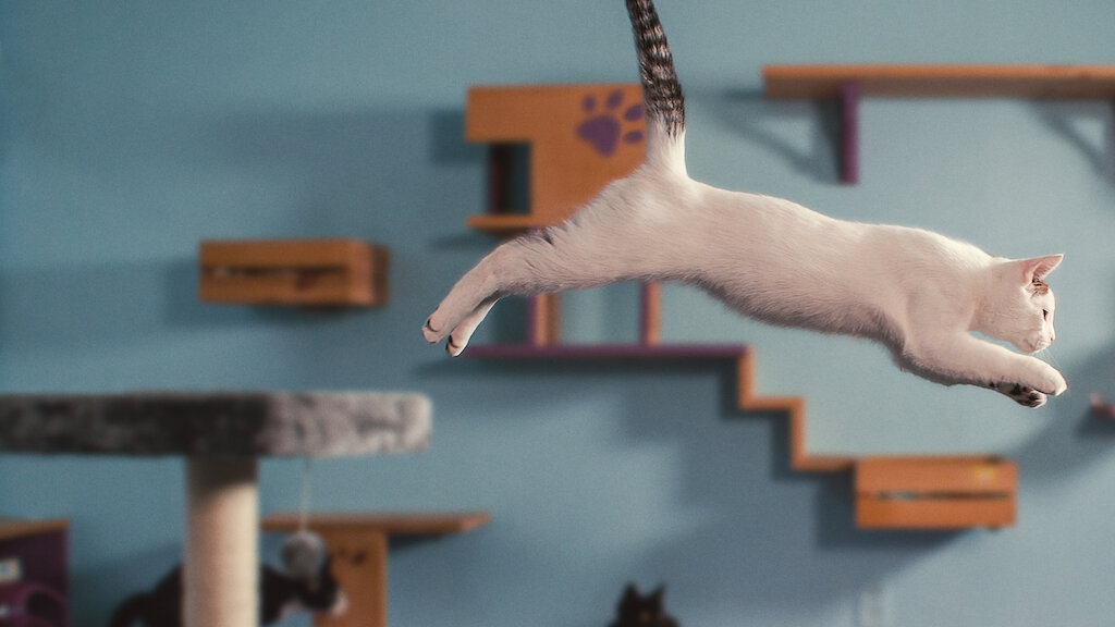 Watch Inside the Mind of a Cat | Netflix Official Site