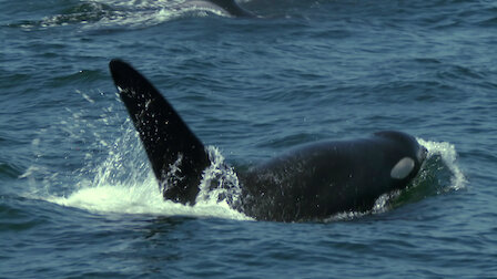 Watch 72 Dangerous Animals: Latin America | Netflix Official Site