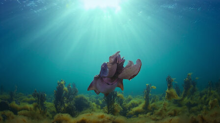 Watch Animal | Netflix Official Site