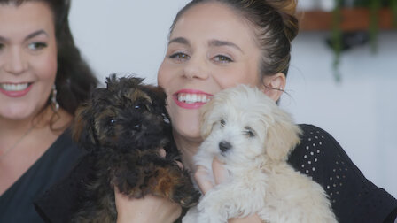 Watch Pet Stars | Netflix Official Site