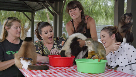 Watch Pet Stars | Netflix Official Site