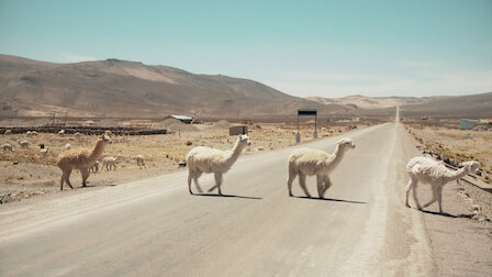 Watch 72 Dangerous Animals: Latin America | Netflix Official Site