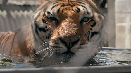 Watch Tiger King | Netflix Official Site