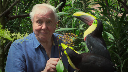 Watch Life in Color with David Attenborough | Netflix Official Site
