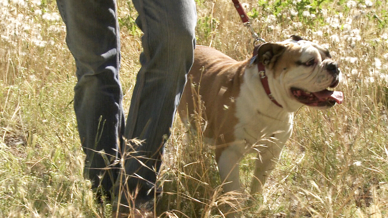 Watch A Magic Puppy | Netflix