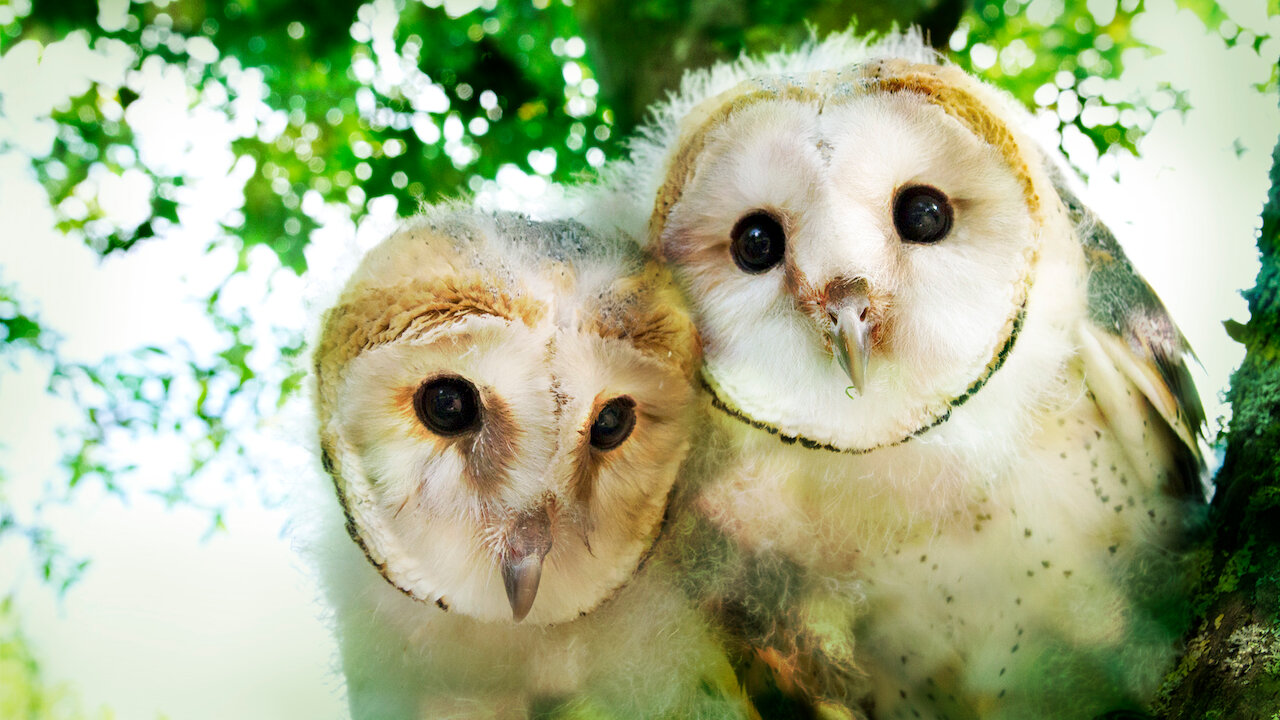Watch Nature: Owl Power | Netflix