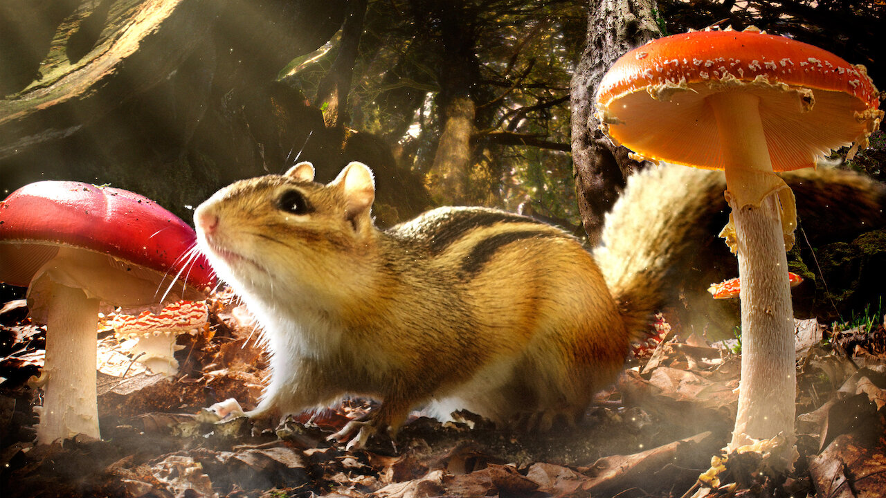 Watch Hidden Kingdoms | Netflix